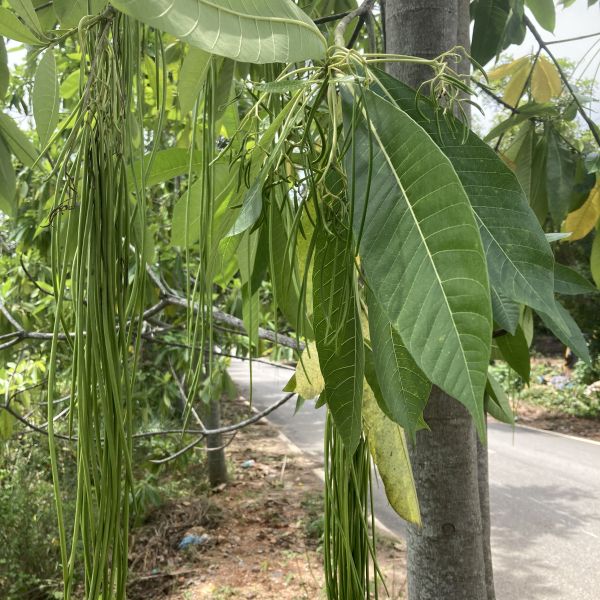 Alstonia scholaris | Blackboard tree - Indian trees | Garden trees