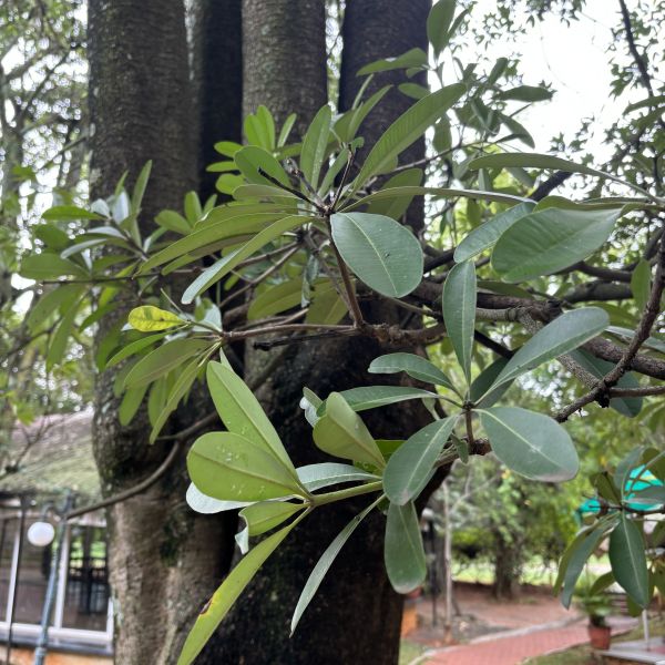 Alstonia scholaris | Blackboard tree - Indian trees | Garden trees