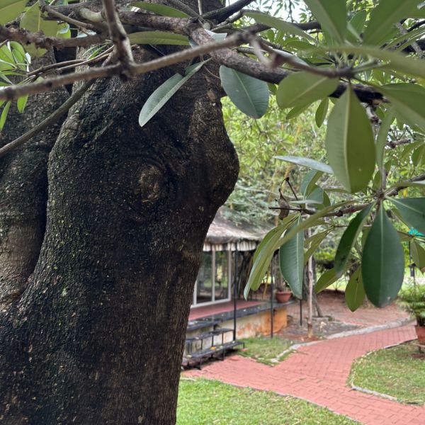 Alstonia scholaris | Blackboard tree - Indian trees | Garden trees