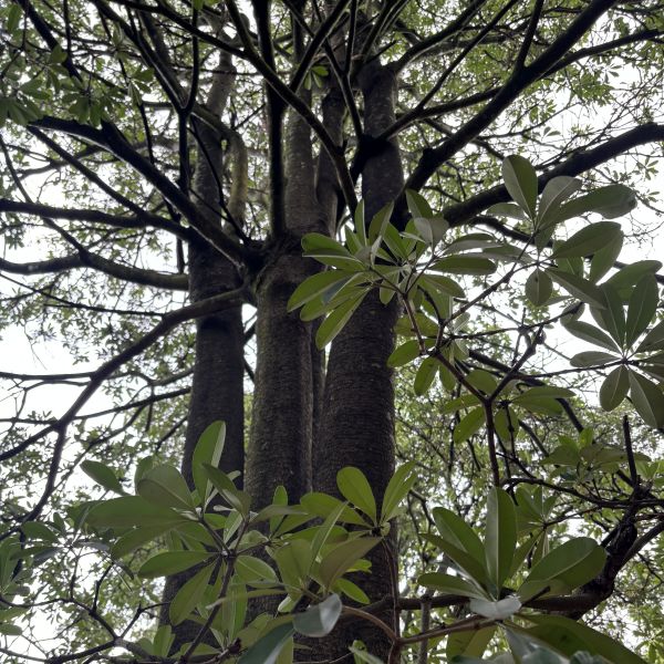 Alstonia scholaris | Blackboard tree - Indian trees | Garden trees