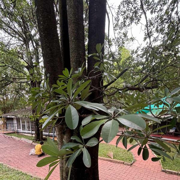 Alstonia scholaris | Blackboard tree - Indian trees | Garden trees