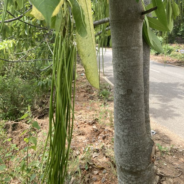 Alstonia scholaris | Blackboard tree - Indian trees | Garden trees