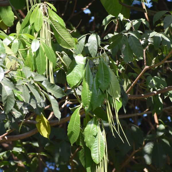 Alstonia scholaris | Blackboard tree - Indian trees | Garden trees