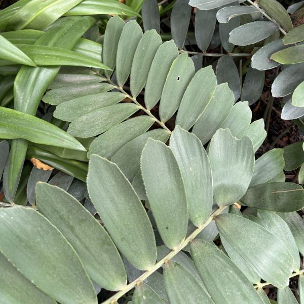 Zamia furfuracea | Cardboard palm - Leafy plants | Garden plants