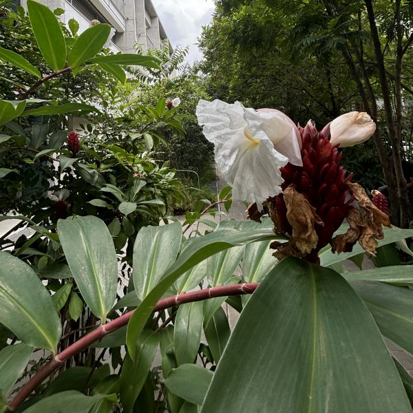 Cheilocostus speciosus | Crepe ginger - Indian herbs | Garden plants