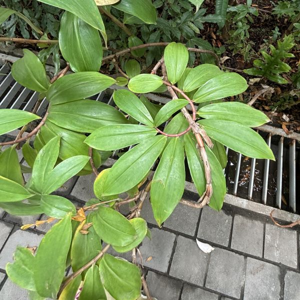 Cheilocostus speciosus | Crepe ginger - Indian herbs | Garden plants