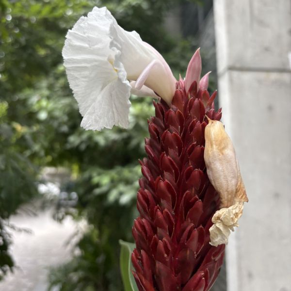 Cheilocostus speciosus | Crepe ginger - Indian herbs | Garden plants
