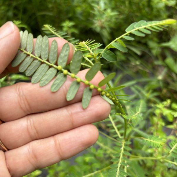Phyllanthus Niruri | Keezhanelli | Stone breaker | Seed under leaf - GCI