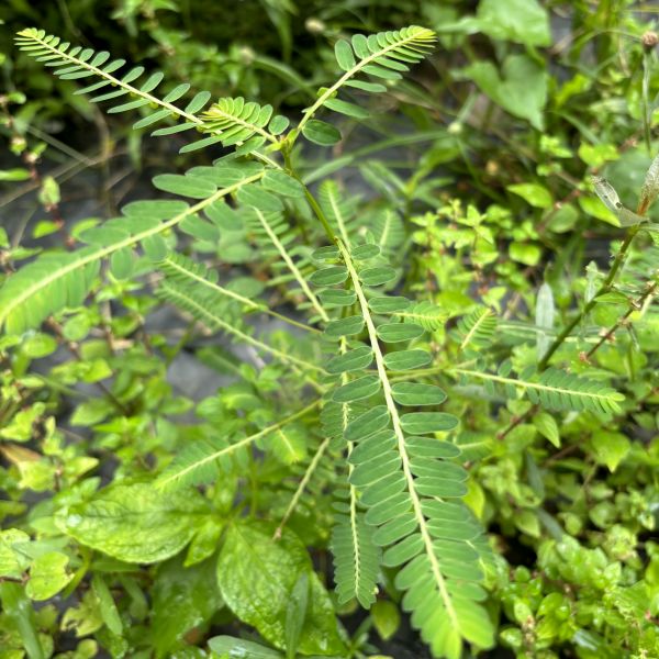 Phyllanthus Niruri | Keezhanelli | Stone breaker | Seed under leaf - GCI