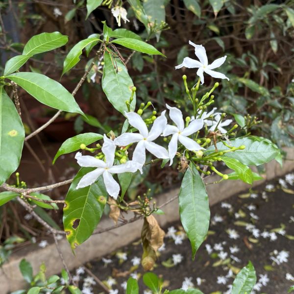 Tabernaemontana Divaricata | Pinwheel flower | Crape jasmine, Tagar plant