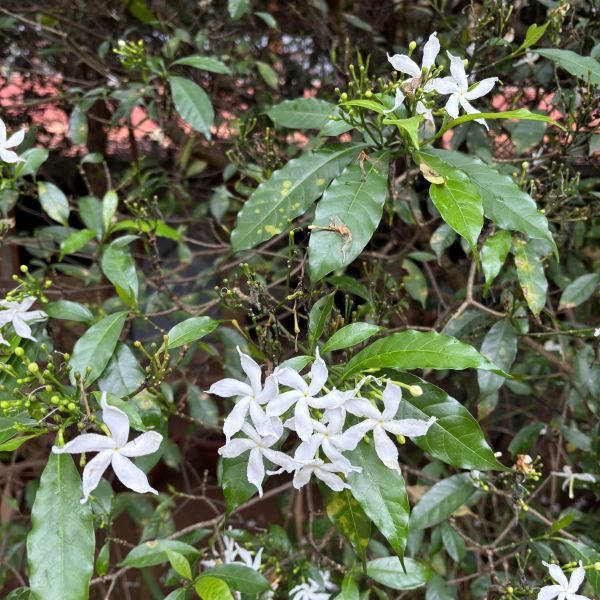 Tabernaemontana Divaricata | Pinwheel flower | Crape jasmine, Tagar plant