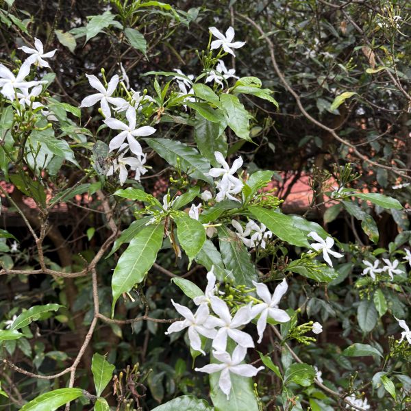 Tabernaemontana Divaricata | Pinwheel flower | Crape jasmine, Tagar plant
