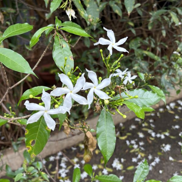 Tabernaemontana Divaricata | Pinwheel flower | Crape jasmine, Tagar plant