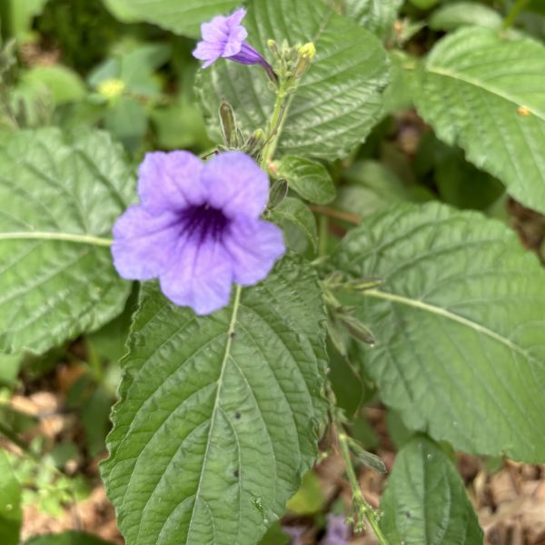 Ruellia tuberosa | Popping pod - Flowering plants | Garden plants