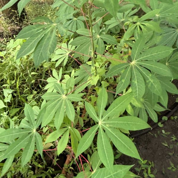 Manihot Esculenta | Tapioca | Casava | Manioc – Indian Vegetables