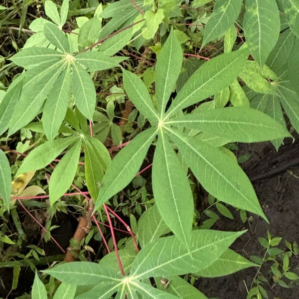 Manihot Esculenta | Tapioca | Casava | Manioc – Indian Vegetables