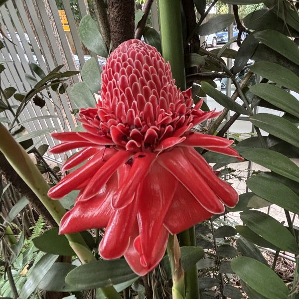 Etlingera elatior | Torch ginger - Indian herbs | Garden plants
