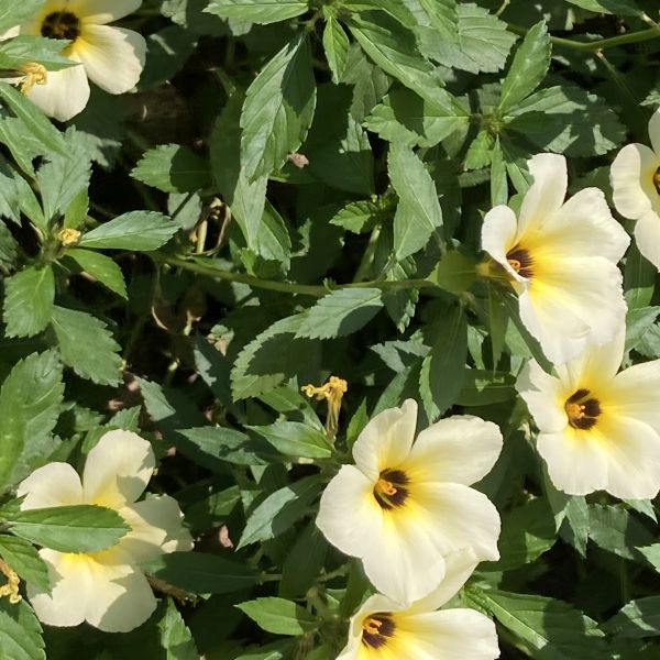 Turnera subulata | White buttercup - Green Cover Initiative