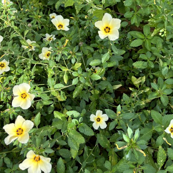 Turnera subulata | White buttercup - Green Cover Initiative