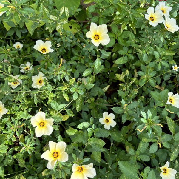 Turnera subulata | White buttercup - Green Cover Initiative