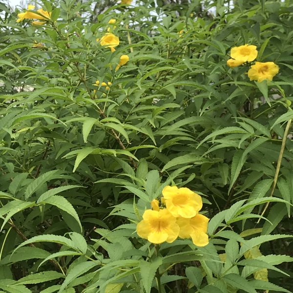 Tecoma Stans | Yellow trumpetbush | Yellow elder | Yellow bells - GCI