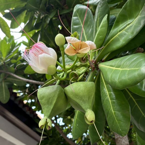 Barringtonia asiatica: Sea Poison Tree