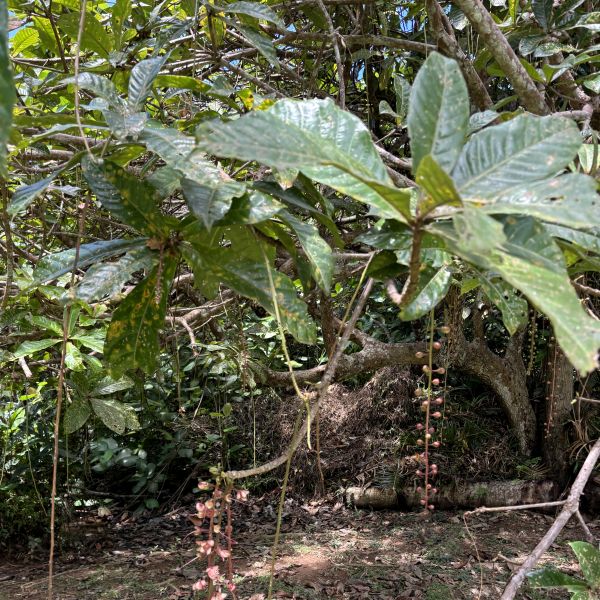 Barringtonia racemosa | Powder-puff tree - Indian trees | Coastal trees
