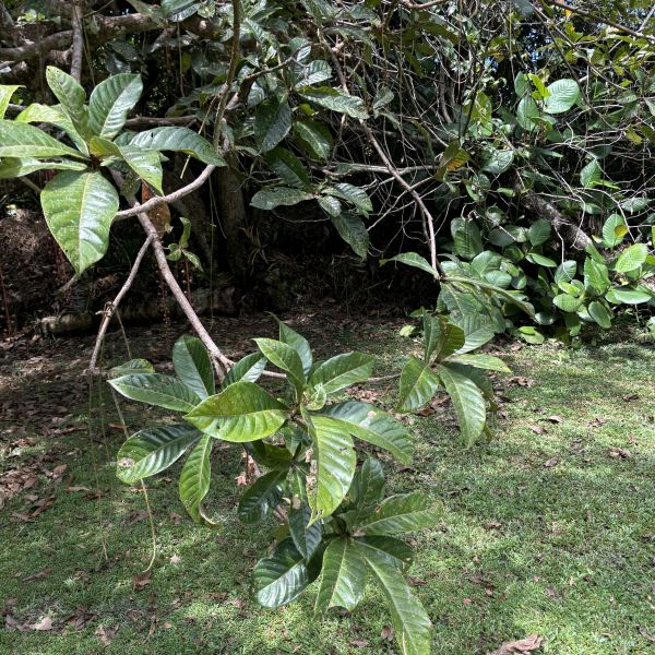 Barringtonia racemosa | Powder-puff tree - Indian trees | Coastal trees