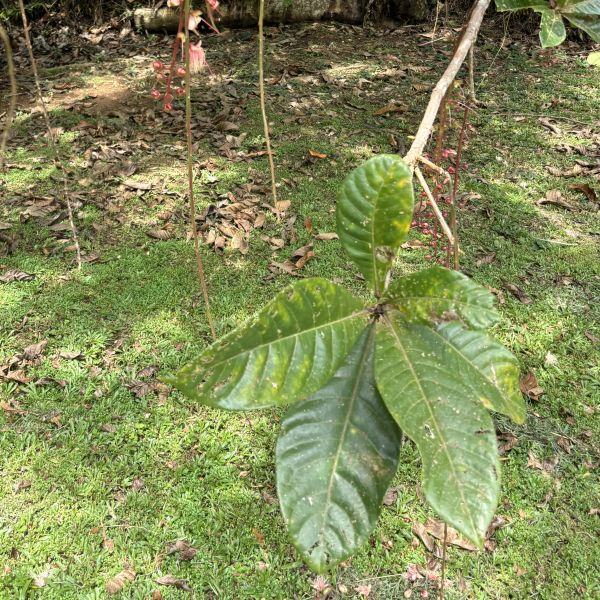 Barringtonia racemosa | Powder-puff tree - Indian trees | Coastal trees