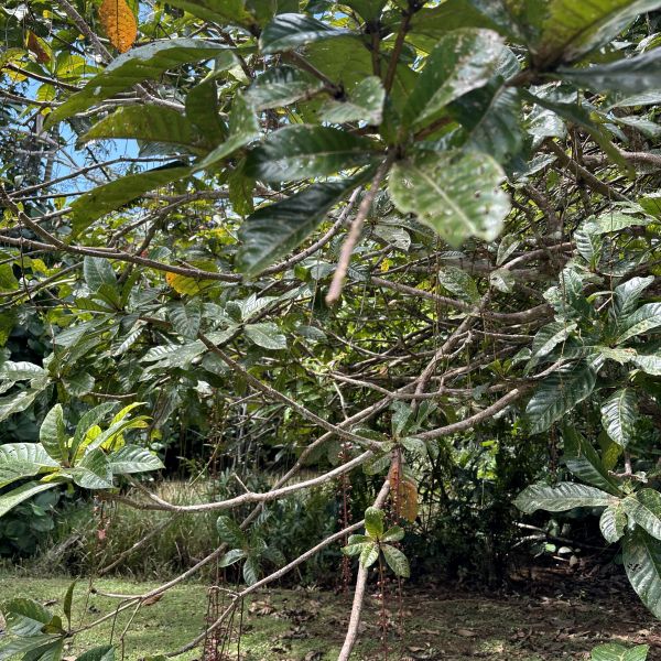 Barringtonia racemosa | Powder-puff tree - Indian trees | Coastal trees