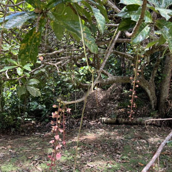 Barringtonia racemosa | Powder-puff tree - Indian trees | Coastal trees