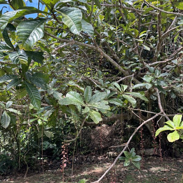Barringtonia racemosa | Powder-puff tree - Indian trees | Coastal trees