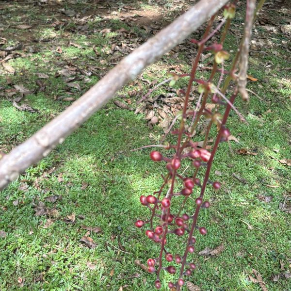 Barringtonia racemosa | Powder-puff tree - Indian trees | Coastal trees