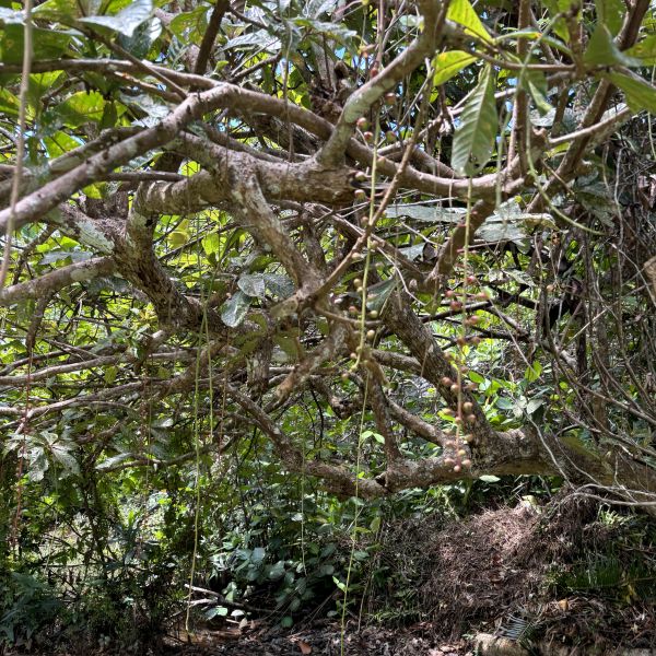 Barringtonia racemosa | Powder-puff tree - Indian trees | Coastal trees
