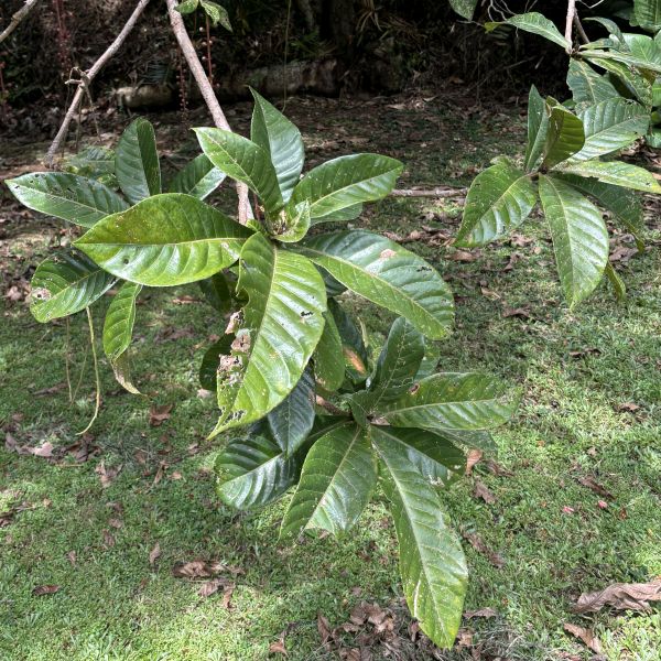 Barringtonia racemosa | Powder-puff tree - Indian trees | Coastal trees