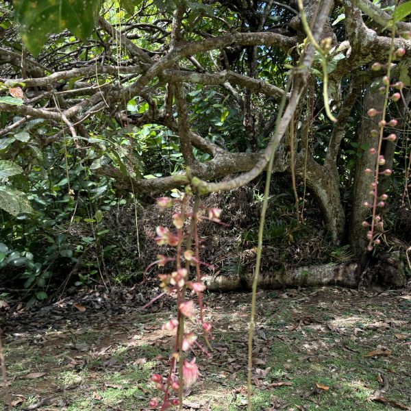 Barringtonia racemosa | Powder-puff tree - Indian trees | Coastal trees
