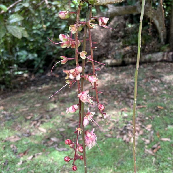 Barringtonia racemosa | Powder-puff tree - Indian trees | Coastal trees