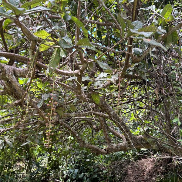 Barringtonia racemosa | Powder-puff tree - Indian trees | Coastal trees
