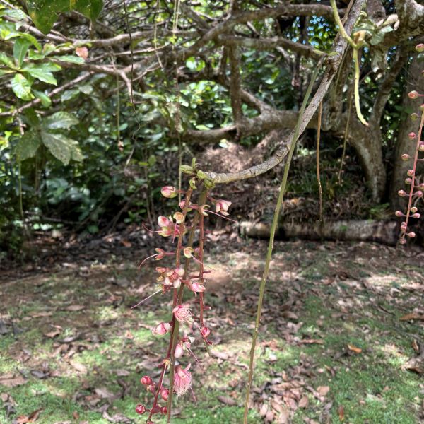Barringtonia racemosa | Powder-puff tree - Indian trees | Coastal trees