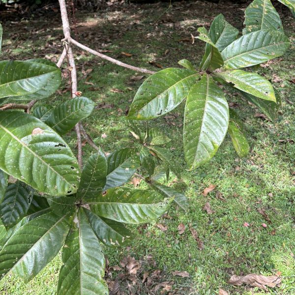 Barringtonia racemosa | Powder-puff tree - Indian trees | Coastal trees