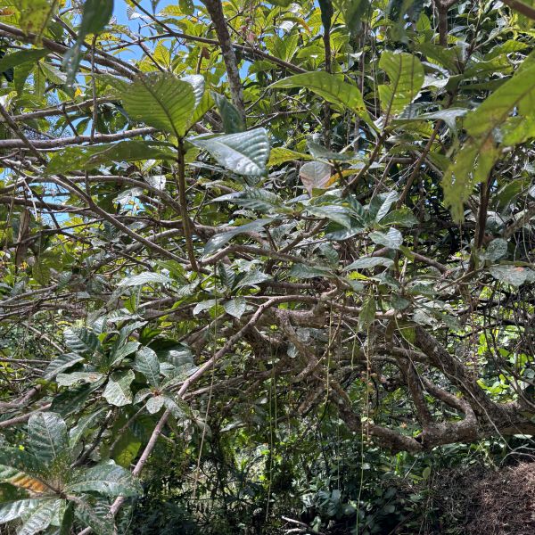 Barringtonia racemosa | Powder-puff tree - Indian trees | Coastal trees