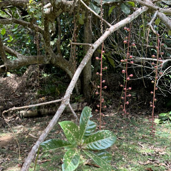 Barringtonia racemosa | Powder-puff tree - Indian trees | Coastal trees