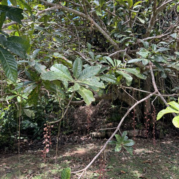 Barringtonia racemosa | Powder-puff tree - Indian trees | Coastal trees