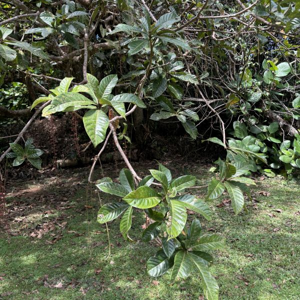 Barringtonia racemosa | Powder-puff tree - Indian trees | Coastal trees