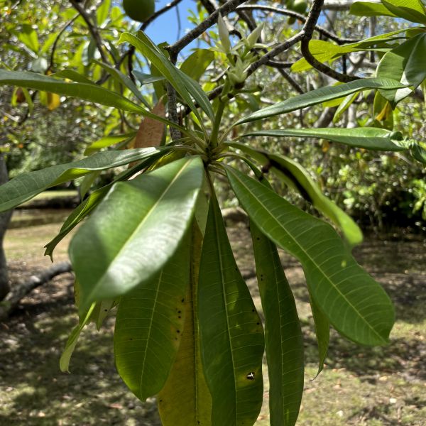 Cerbera odollam | Suicide tree | Pong-pong tree - Indian trees