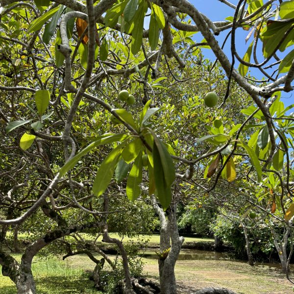 Cerbera odollam | Suicide tree | Pong-pong tree - Indian trees
