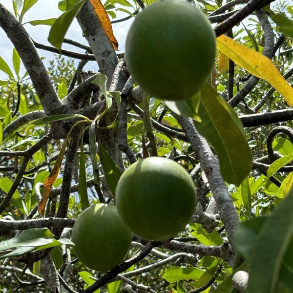 Cerbera odollam | Suicide tree | Pong-pong tree - Indian trees