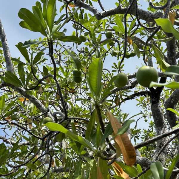 Cerbera odollam | Suicide tree | Pong-pong tree - Indian trees