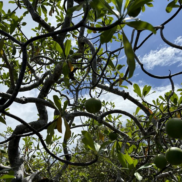 Cerbera odollam | Suicide tree | Pong-pong tree - Indian trees