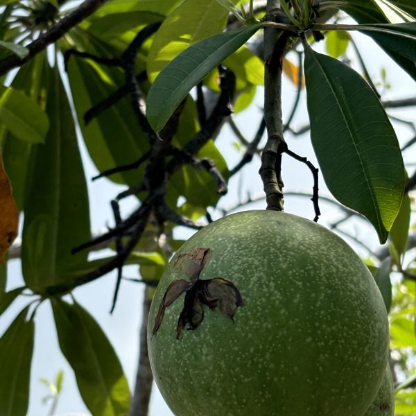 Cerbera odollam | Suicide tree | Pong-pong tree - Indian trees